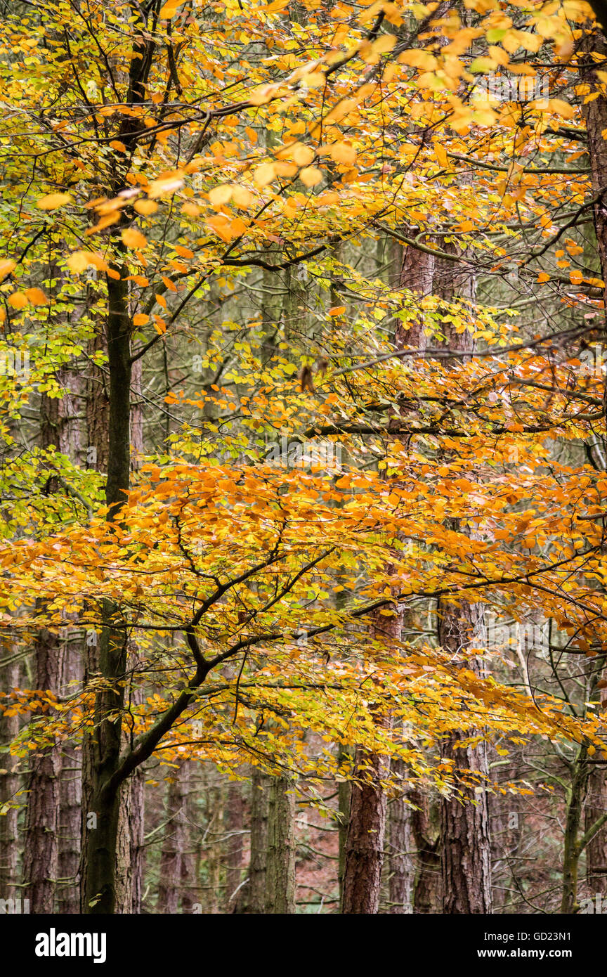 Trees in autumn, Gragg Vale, Calder Valley, Yorkshire, England, United ...
