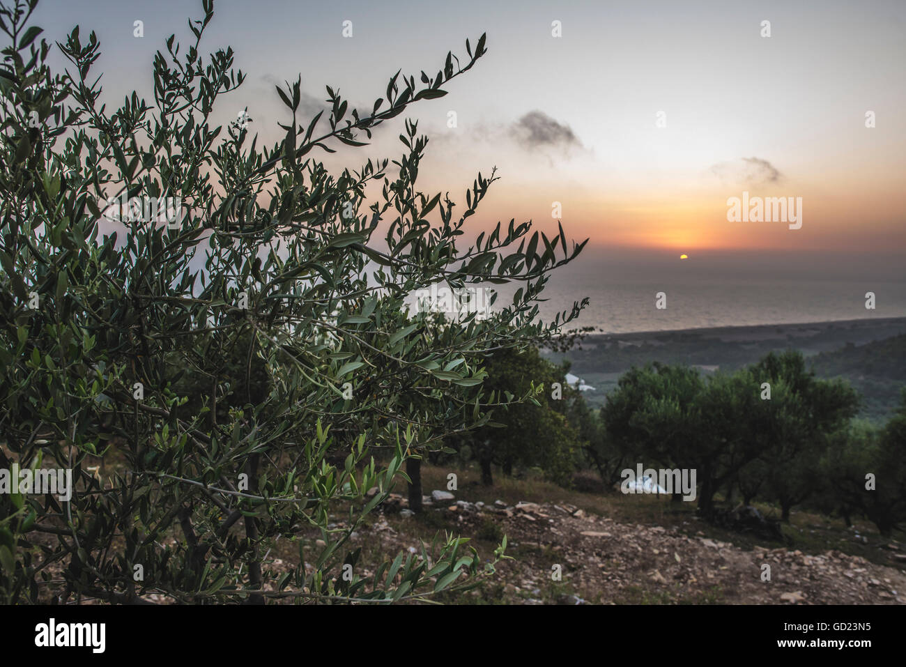 Olive trees, sea and sunset. Kalamata, Greece Stock Photo - Alamy