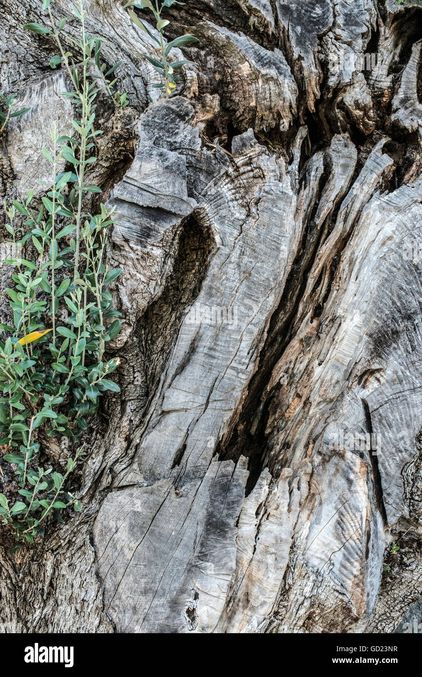 Old olive tree crust Stock Photo - Alamy