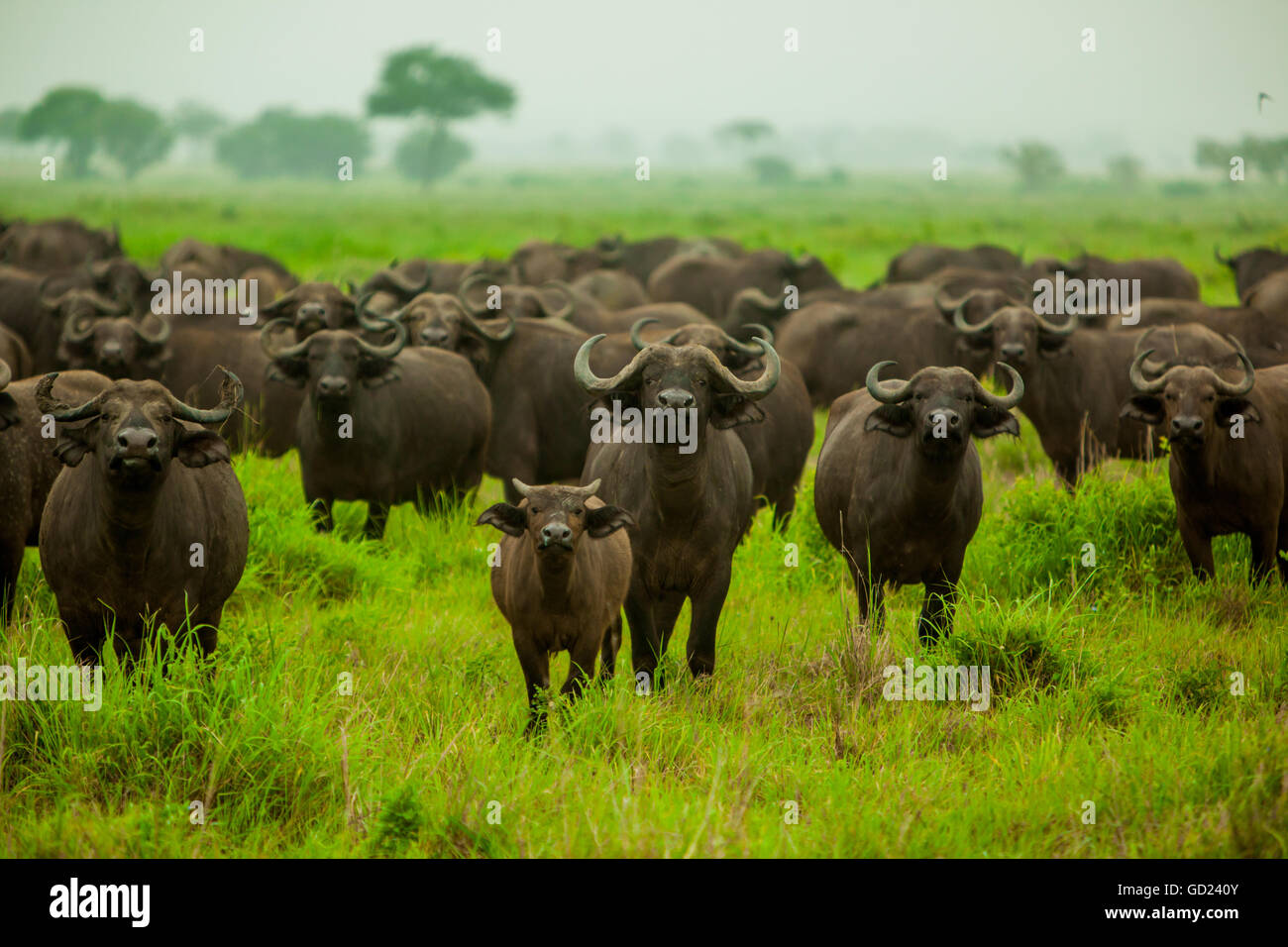 African water buffalo hi-res stock photography and images - Alamy