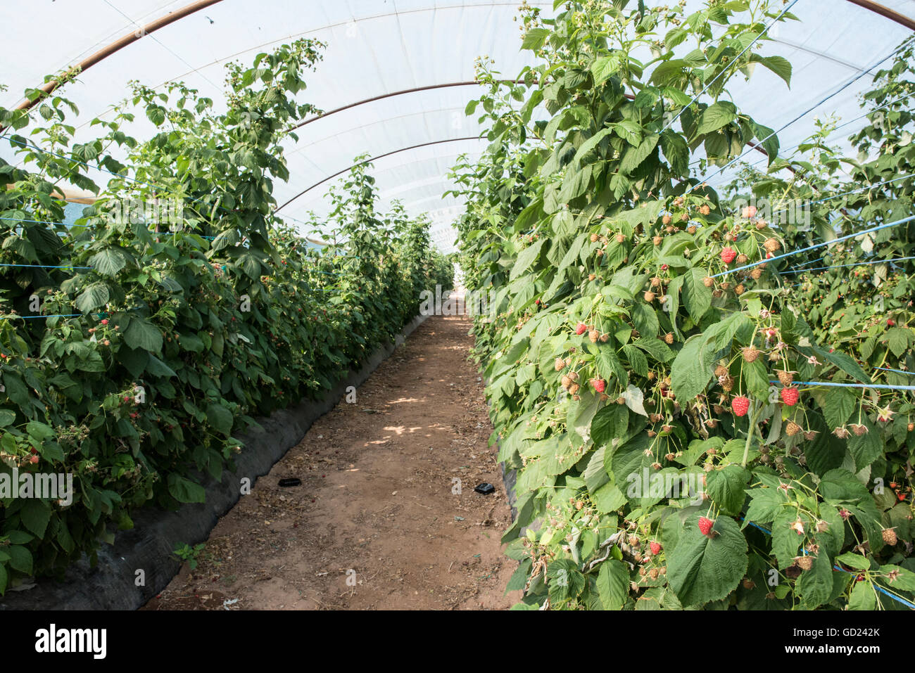 Raspberry plantation in greenhouse Stock Photo - Alamy