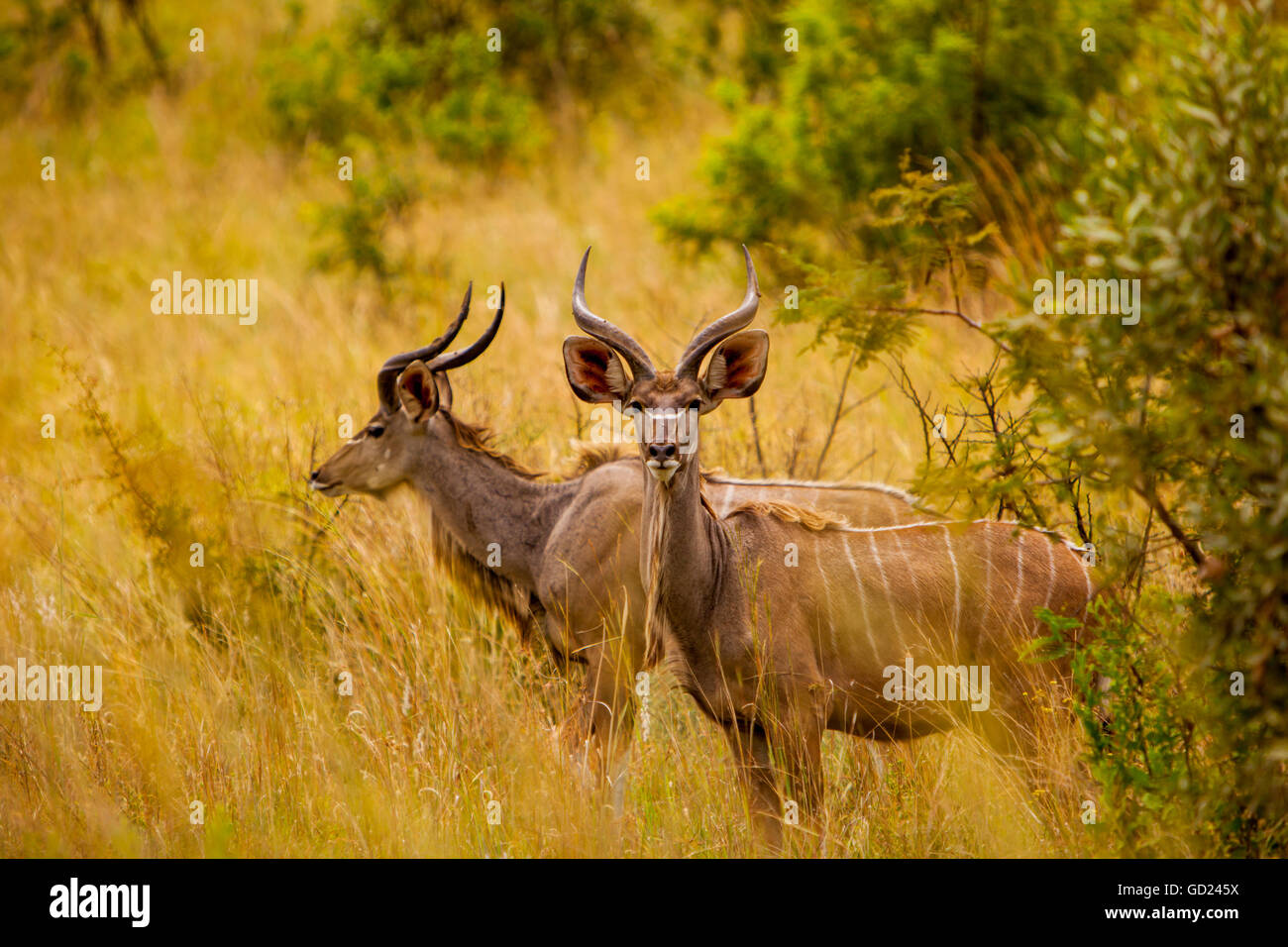 African Deer High Resolution Stock Photography and Images - Alamy