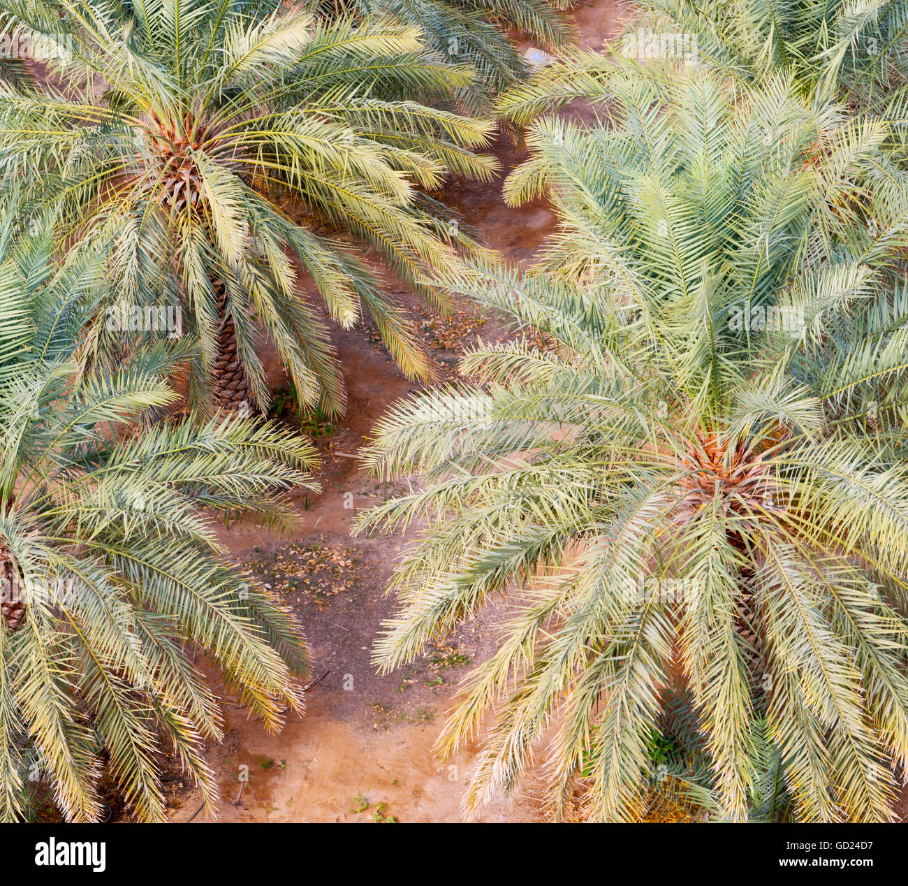 and the cultivation of palm fruit from high in oman garden Stock Photo ...