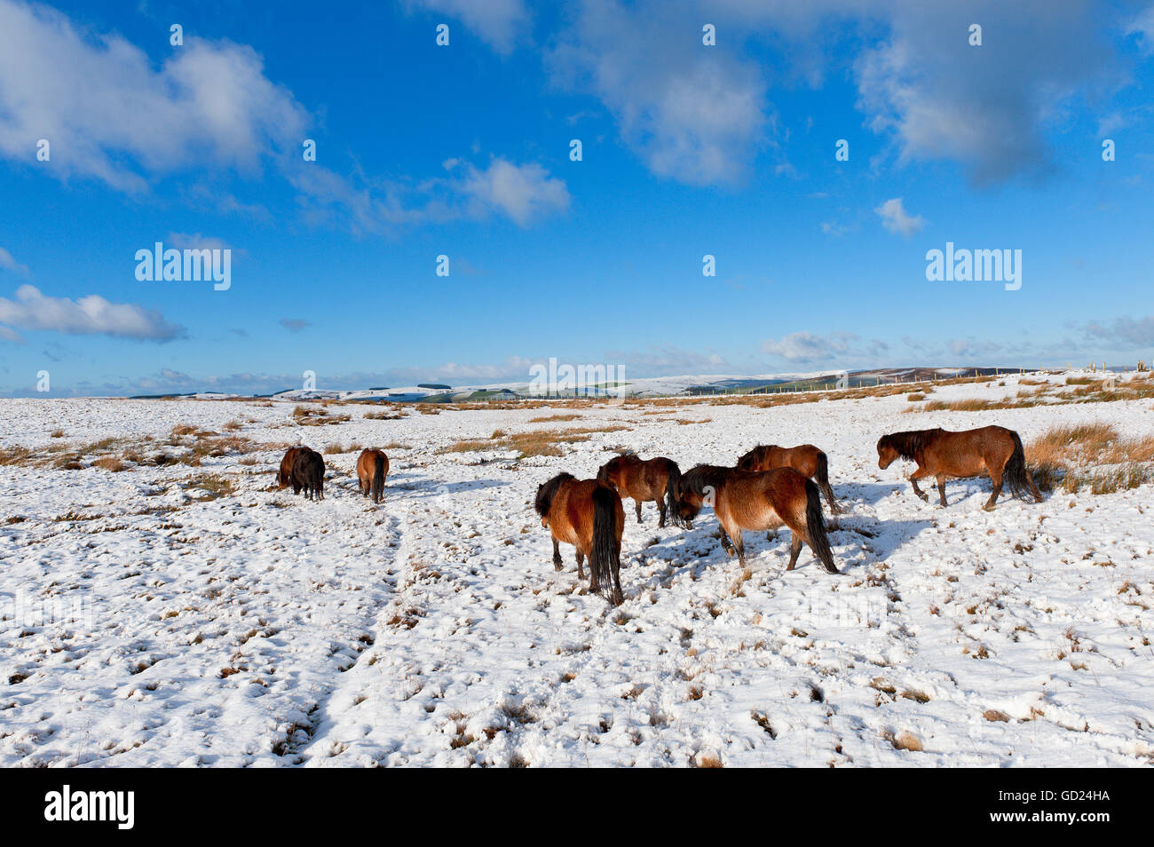 Ponies forage for food in the snow on the Mynydd Epynt moorland, Powys ...