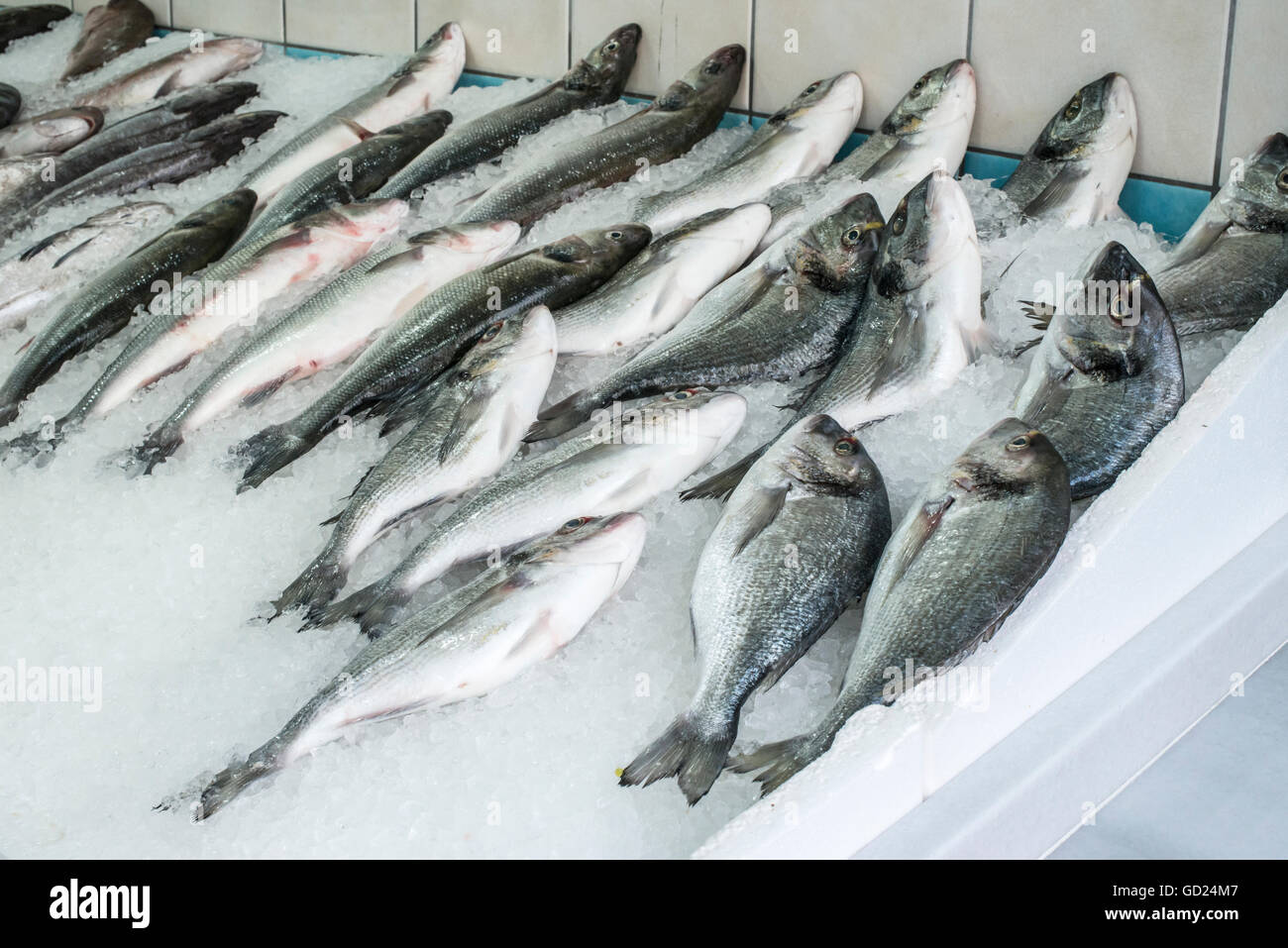 Sea bass fish in hi-res stock photography and images - Alamy