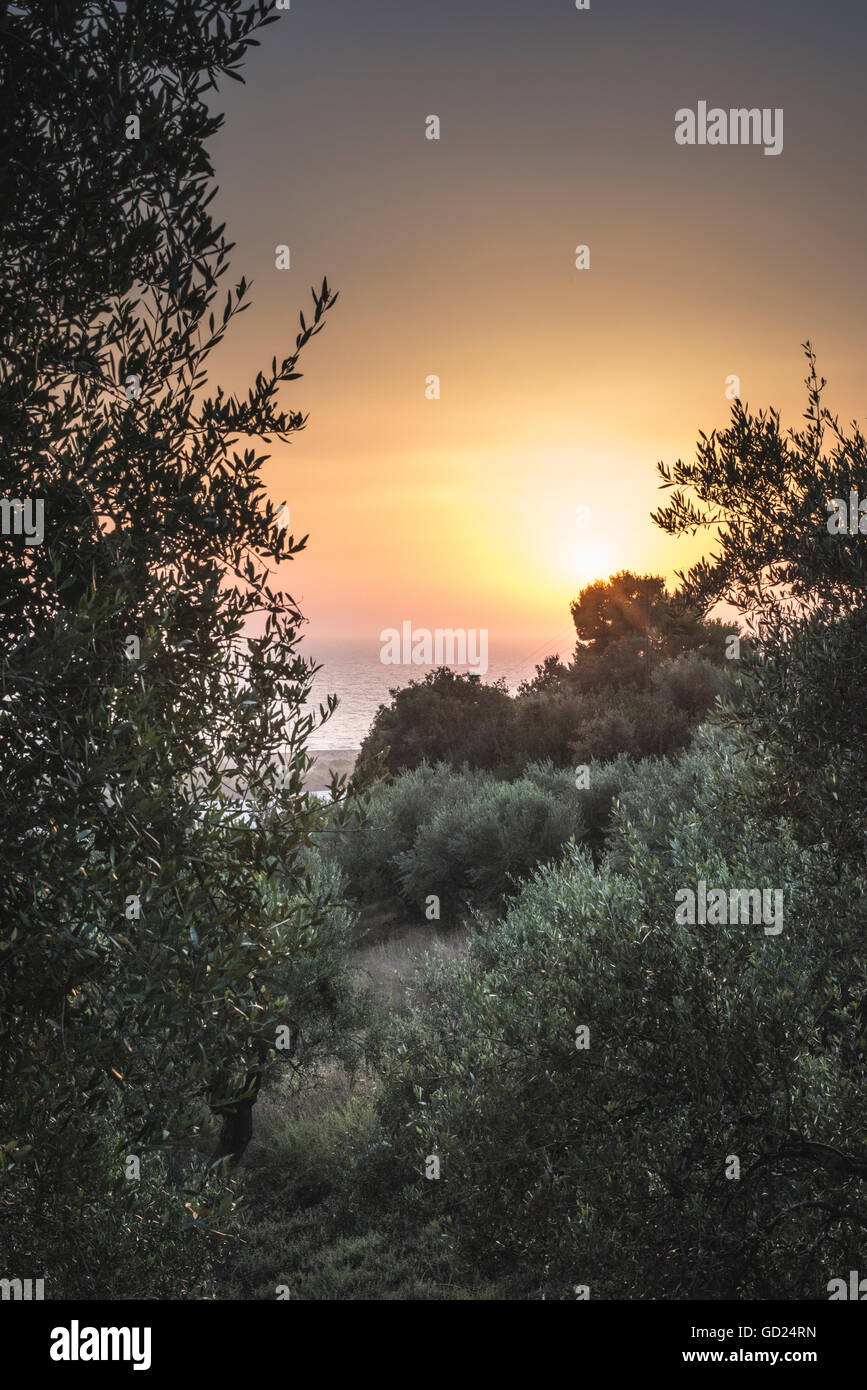 Olive trees, sea and sunset. Kalamata, Greece Stock Photo - Alamy