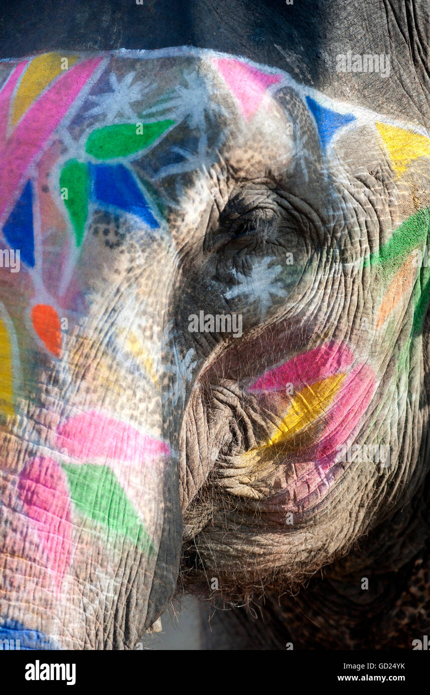 Decorated elephant, Amber elephant sanctuary, near Jaipur, Rajasthan ...