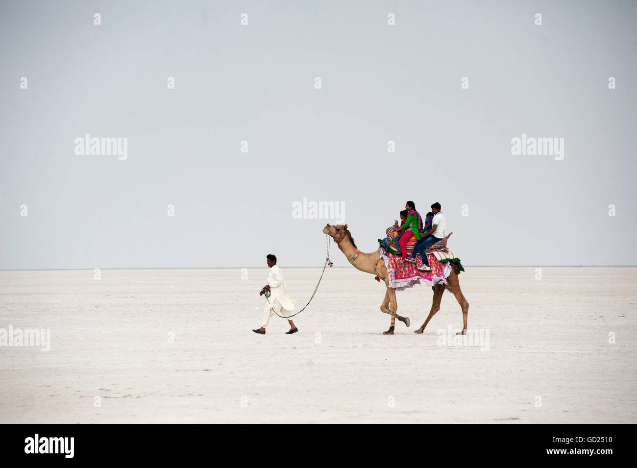 Camel group in the desert hi-res stock photography and images - Alamy