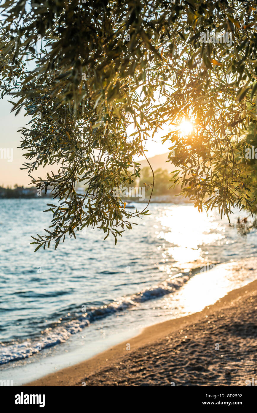 Olive trees, sea and sunset Stock Photo - Alamy