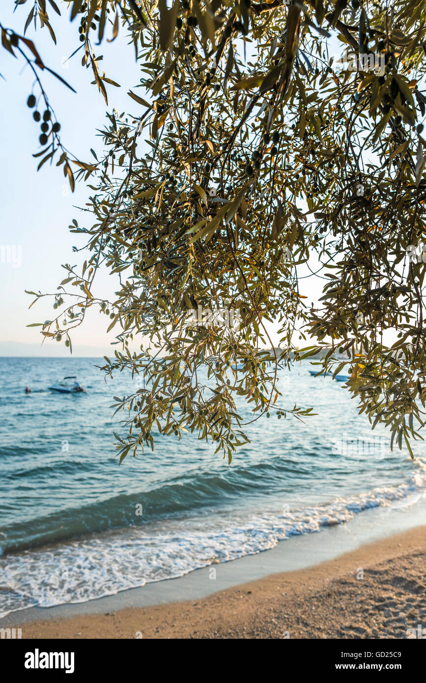 Olive trees, sea and sunset Stock Photo - Alamy