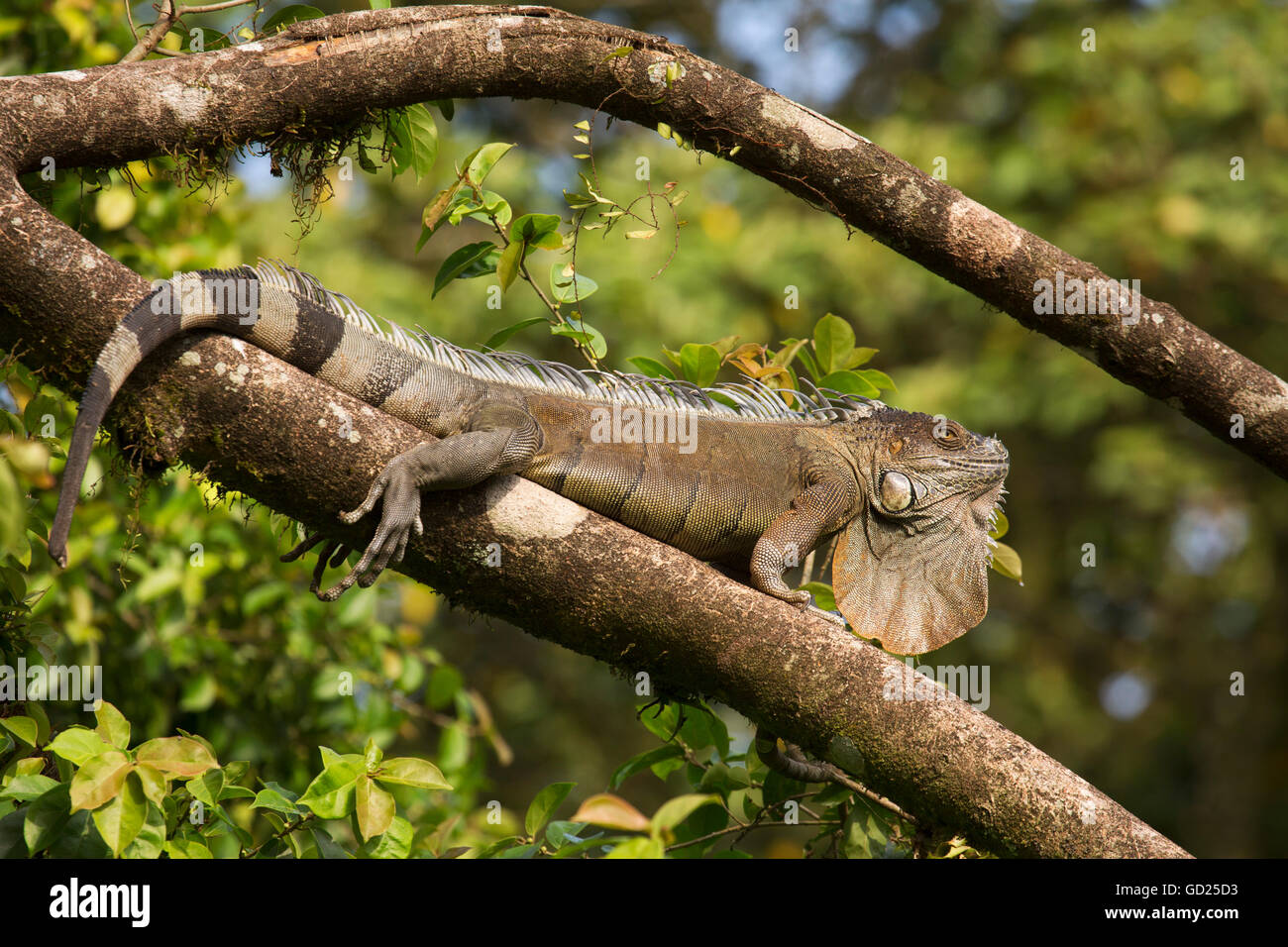 A green iguana (Iguana iguana) (common iguana) (American iguana), in ...