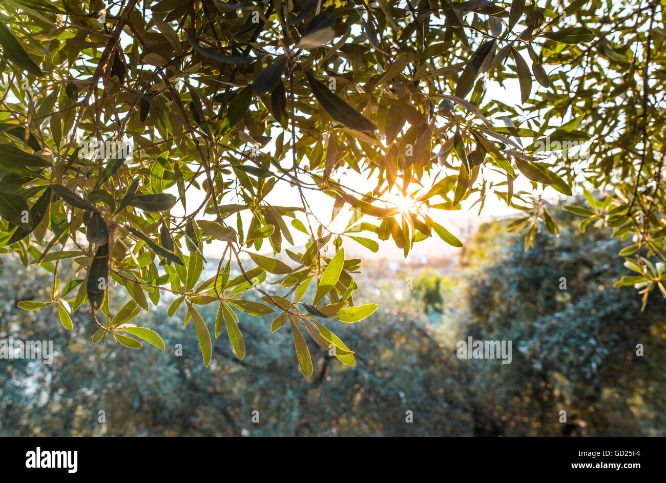 Olive trees, sea and sunset Stock Photo - Alamy