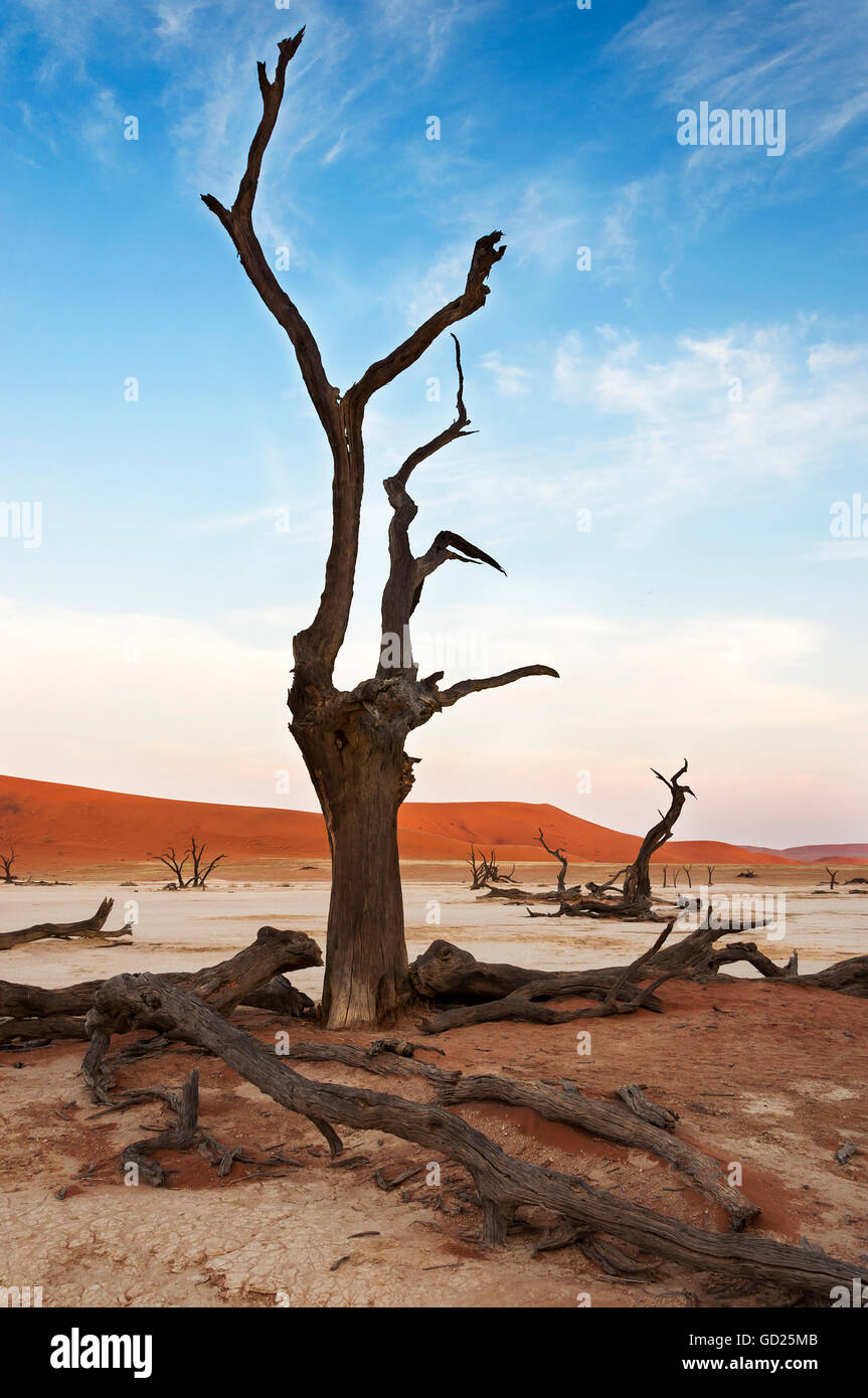 A dead tree in the Dead Vlei, Sossusvlei, Namibia Stock Photo - Alamy