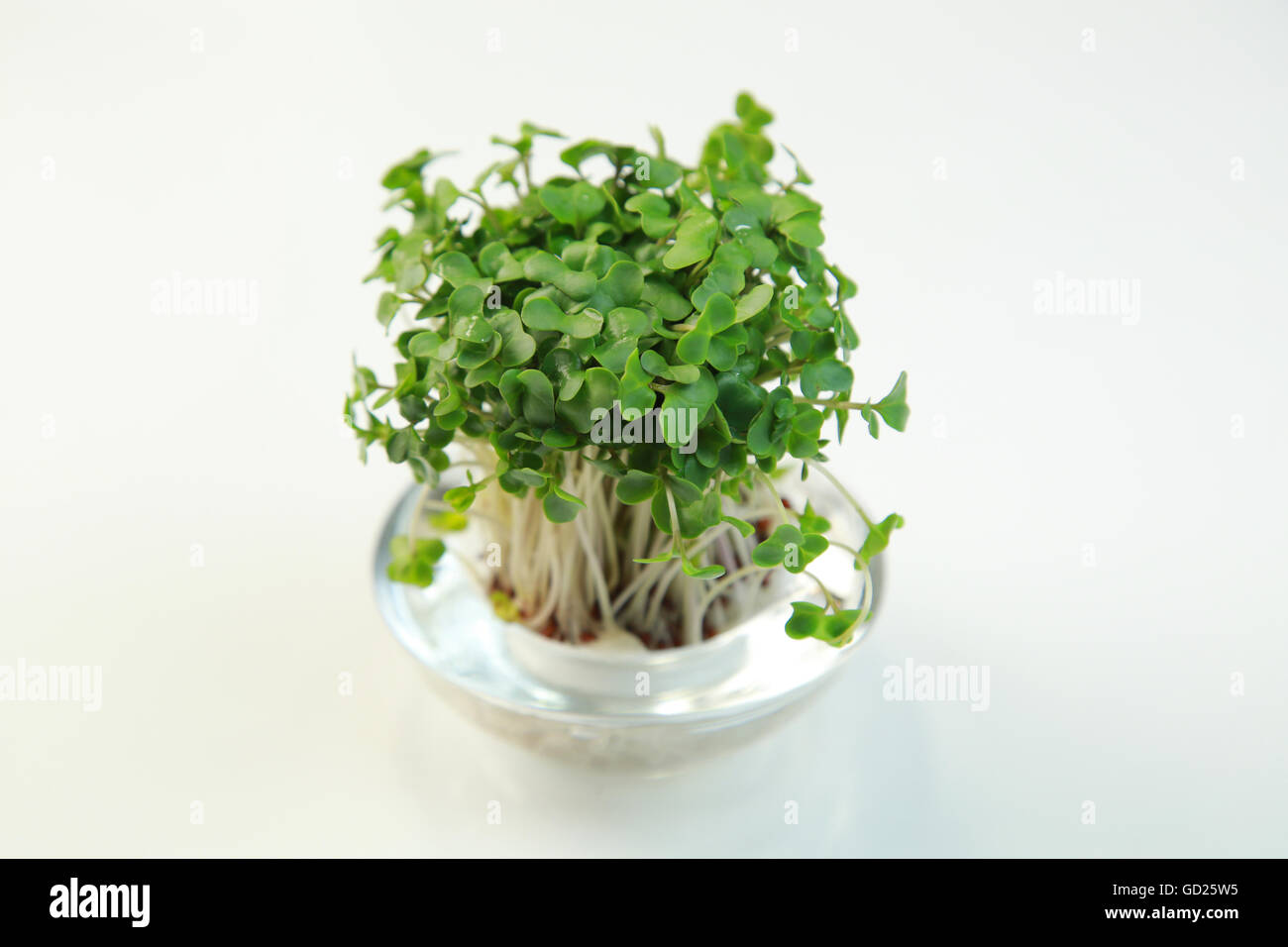 Broccoli super sprout hi-res stock photography and images - Alamy