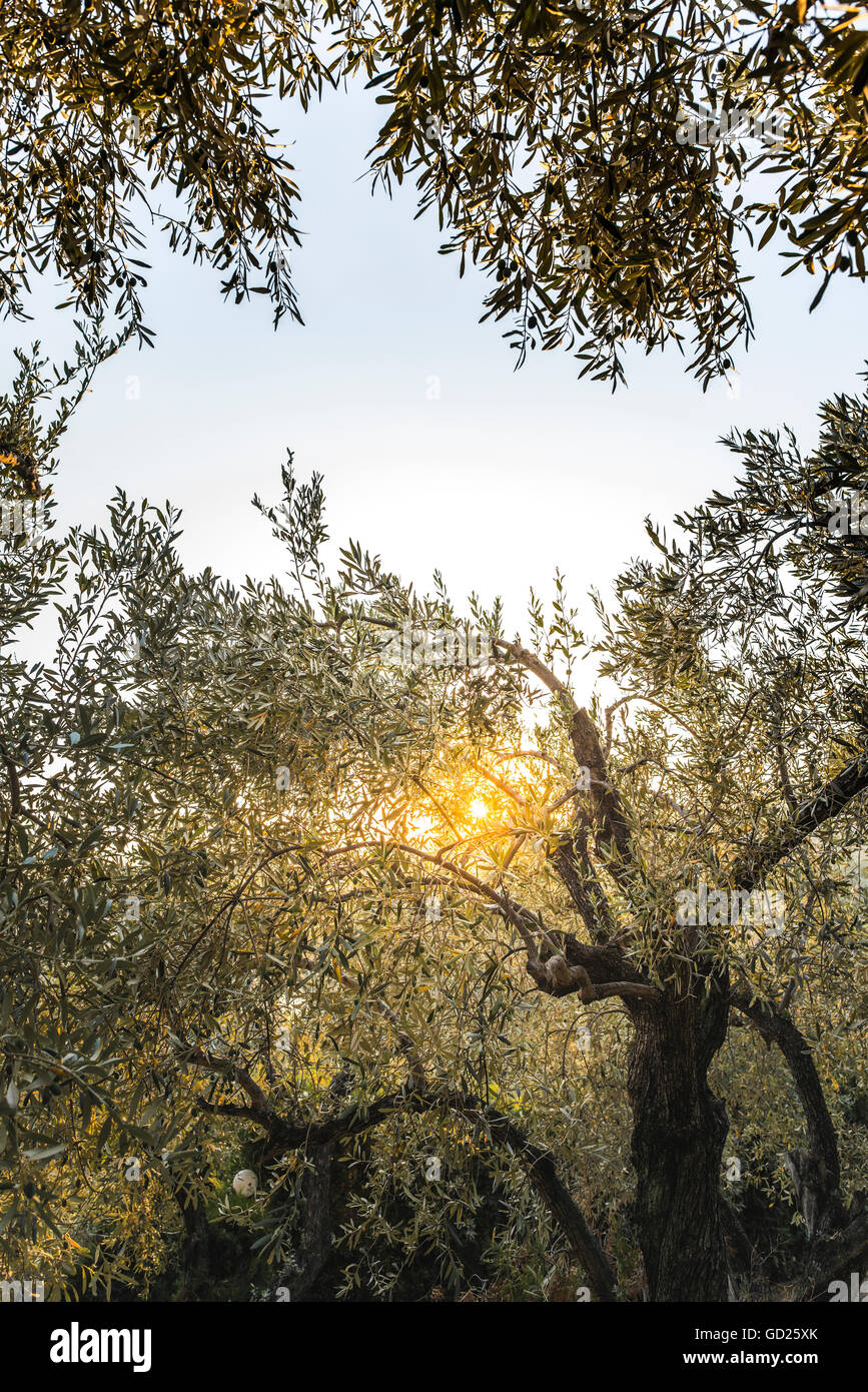 Grove trees sunset hi-res stock photography and images - Alamy
