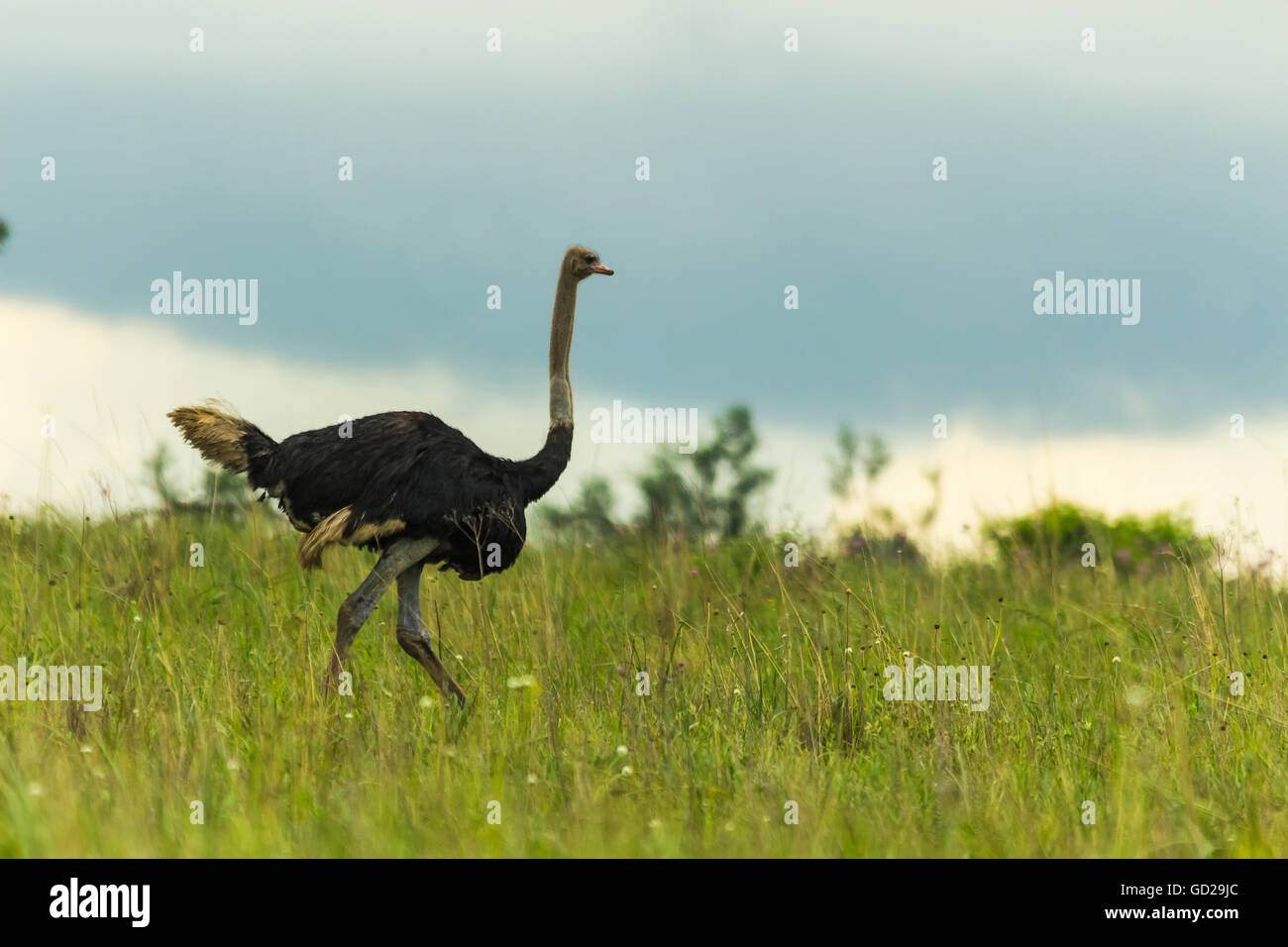 Ostrich on grass hi-res stock photography and images - Alamy