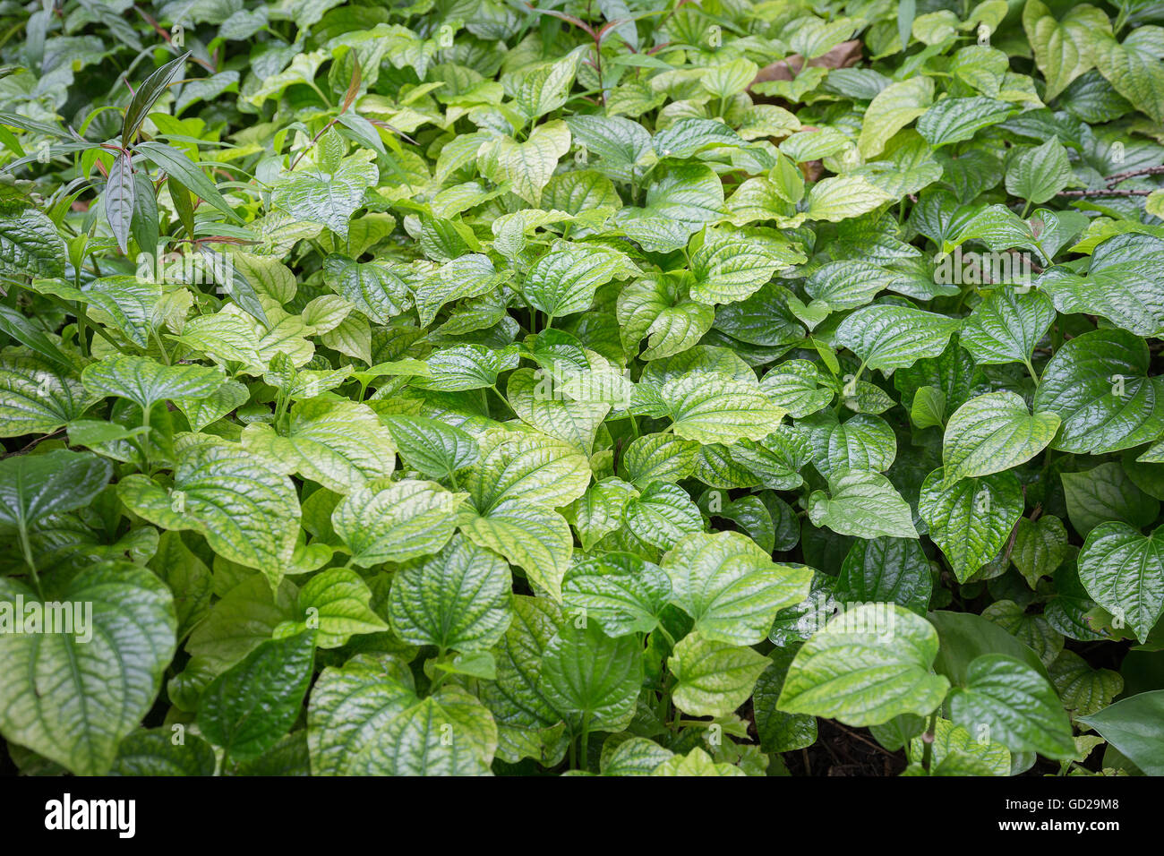 Betel leaf hi-res stock photography and images - Alamy