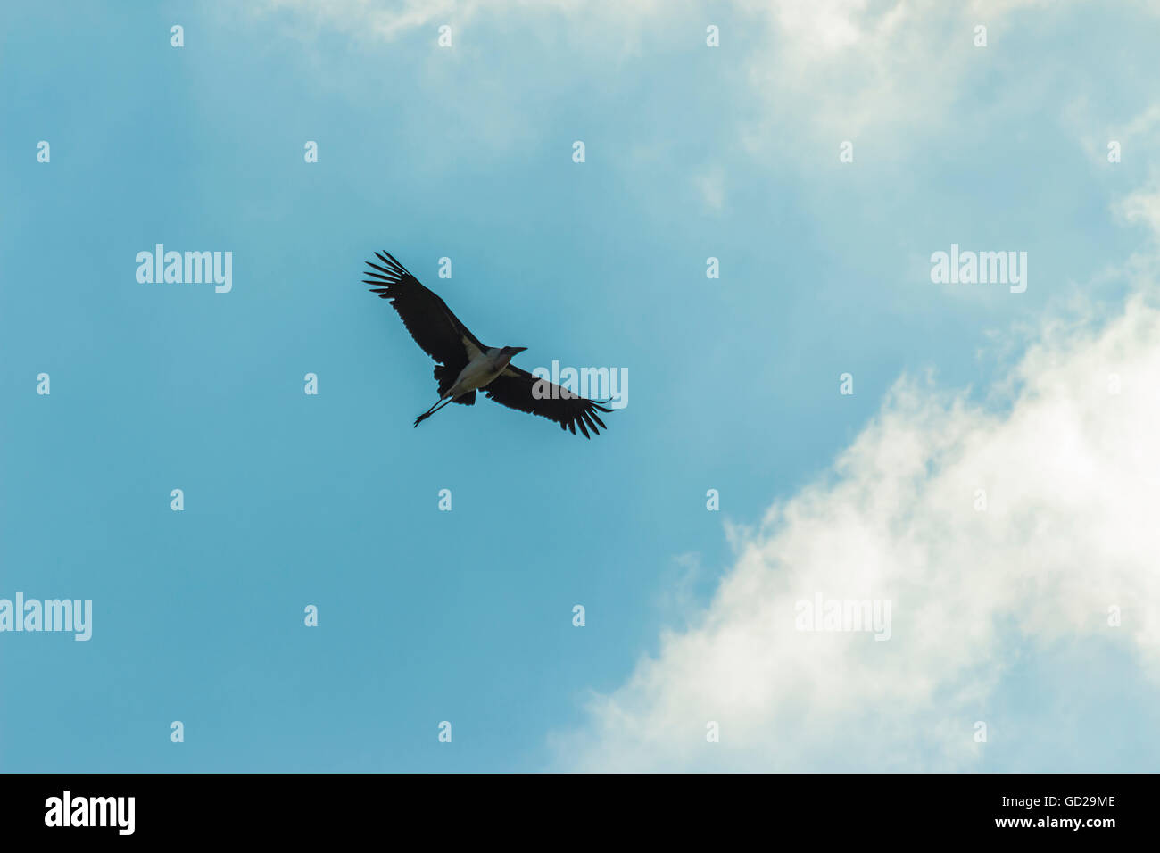 Marabou stork flying against a sunny blue sky background Stock Photo ...
