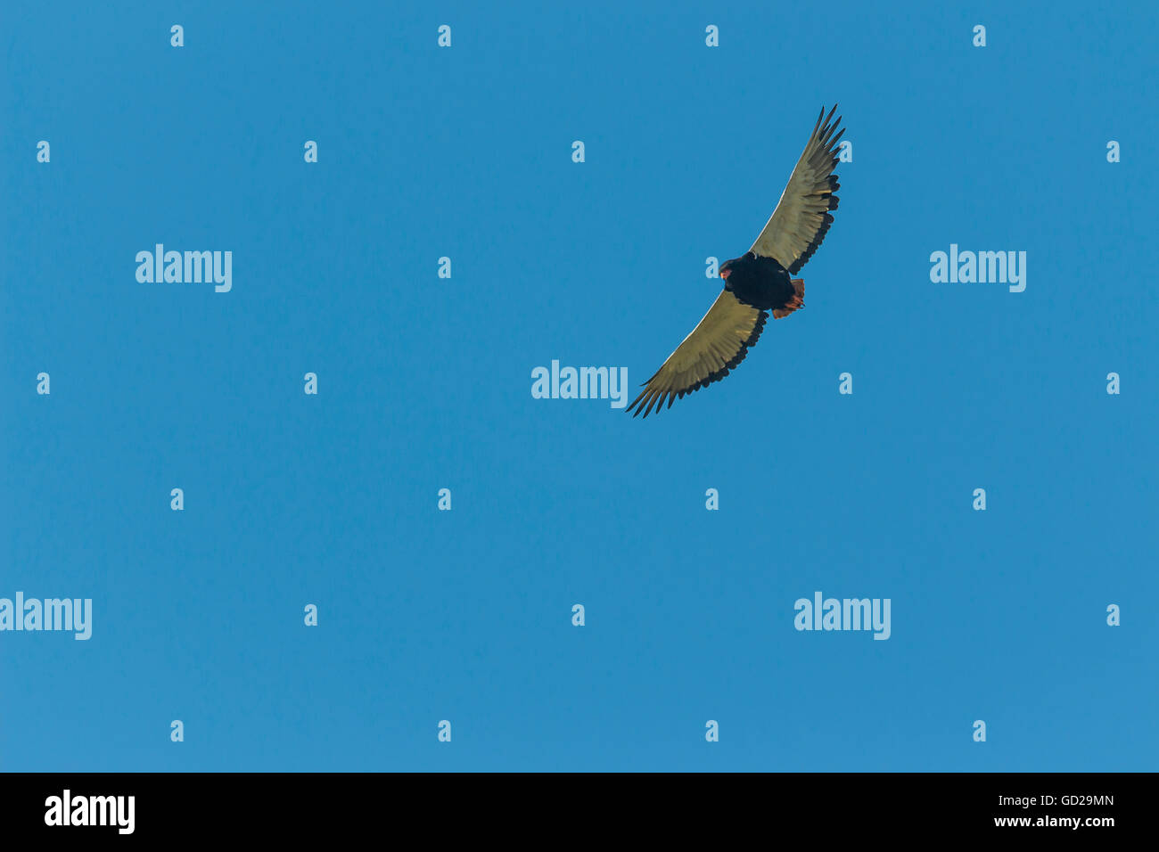 Bateleur eagle flying high against a blue sky background Stock Photo ...