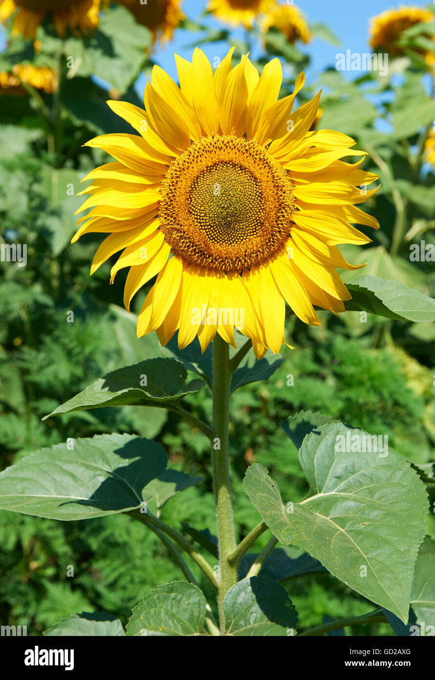 Sunflower portrait hi-res stock photography and images - Alamy