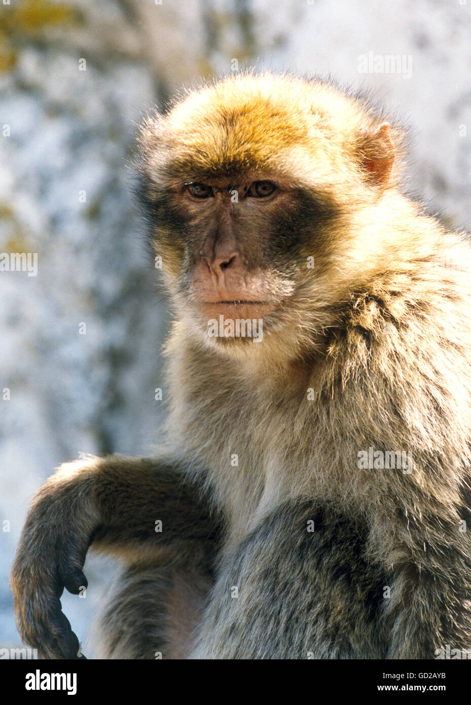 Berber monkey hi-res stock photography and images - Alamy