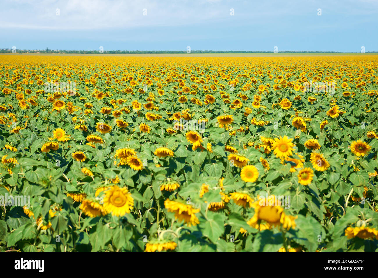 sunflower field closeup summer landscape Stock Photo - Alamy
