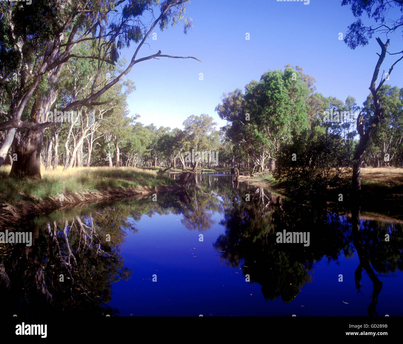 Australia Victoria Yarrawonga The beautiful Great Red River Gum Forest ...