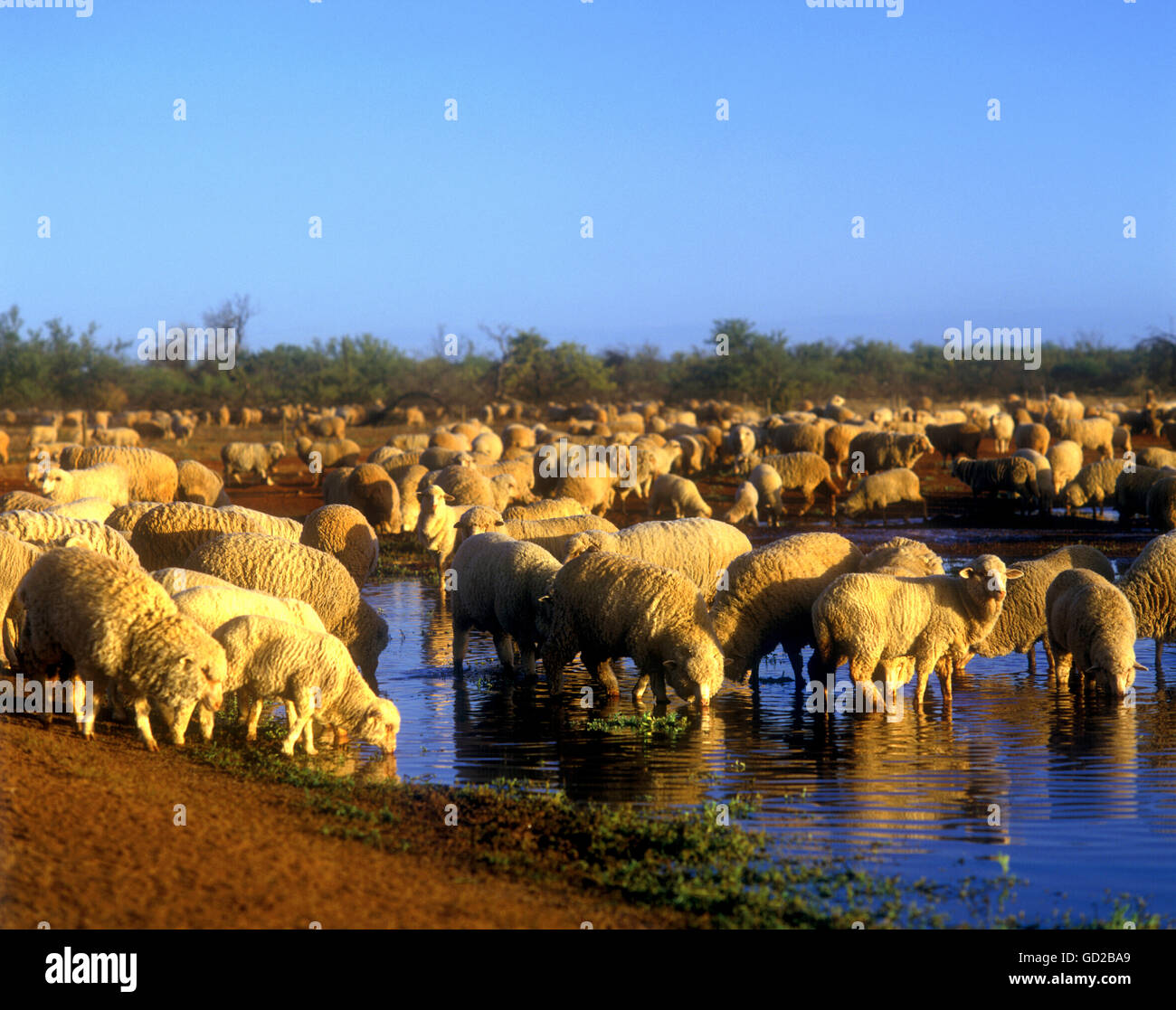 Western australia sheep hi-res stock photography and images - Alamy