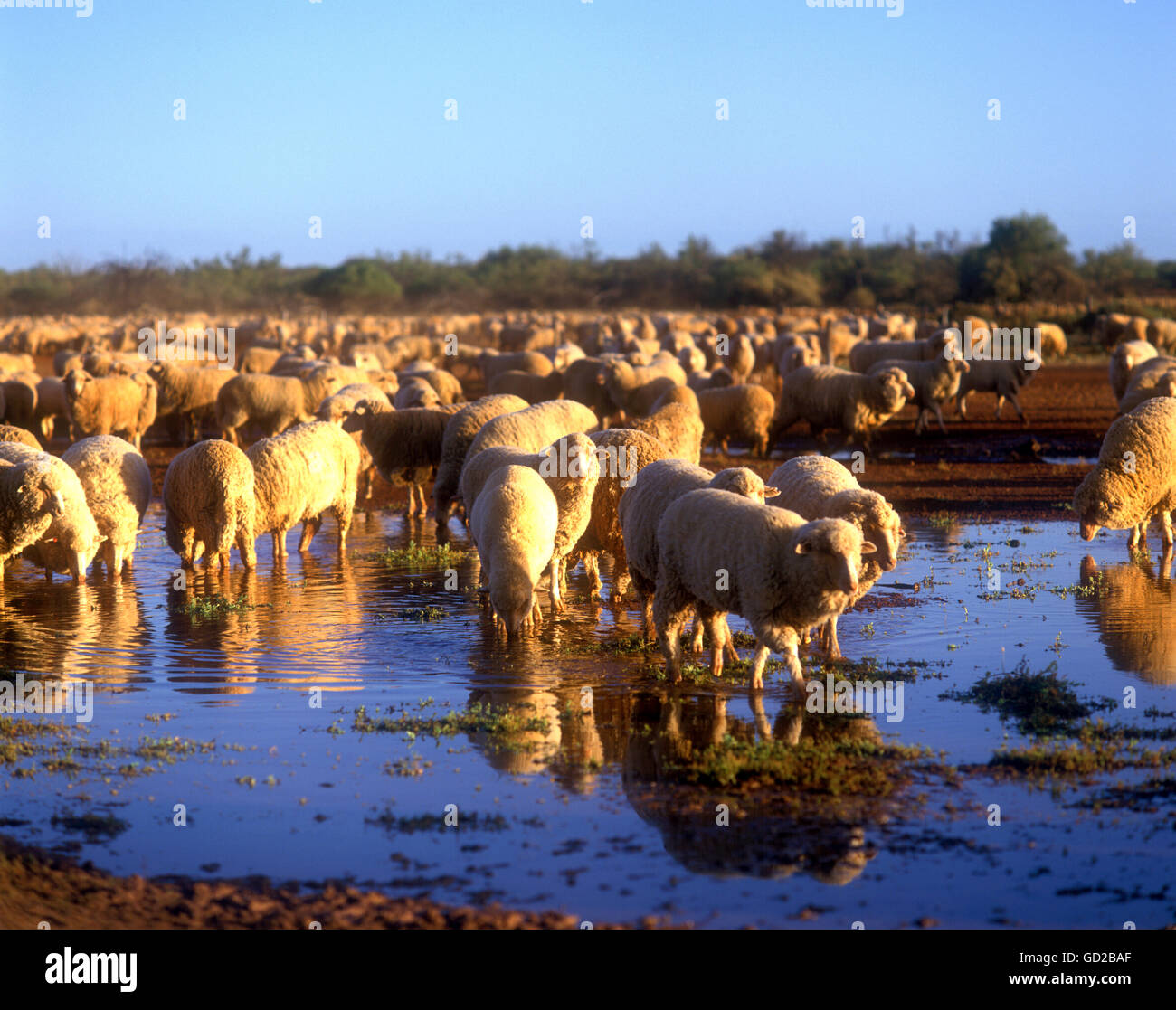 Western australia sheep hi-res stock photography and images - Alamy