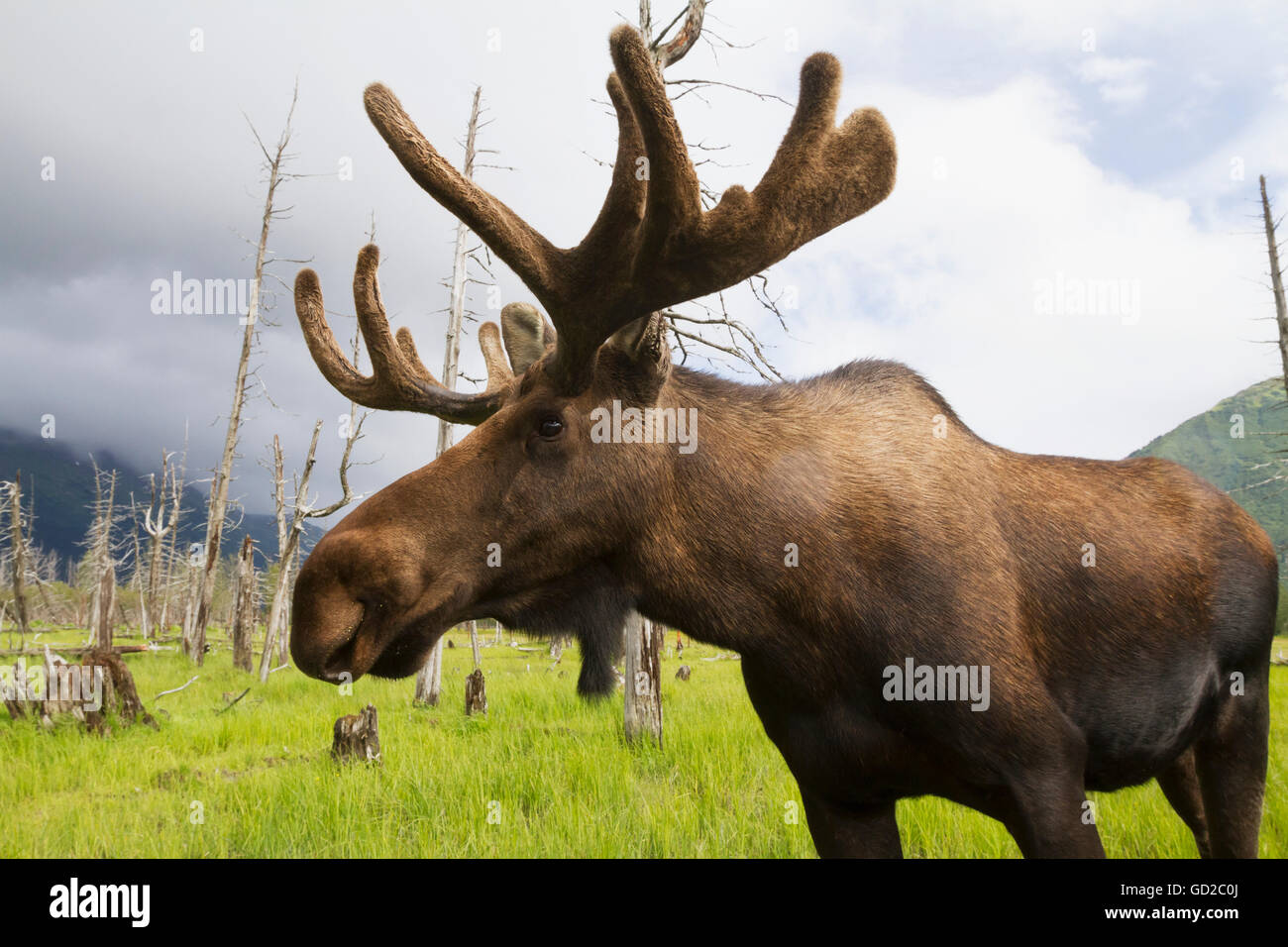 CAPTIVE: Mature bull moose with antlers in velvet at the Alaska ...