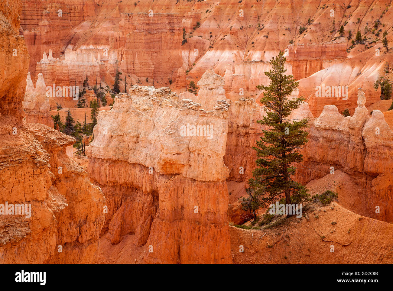 Lone pine tree, Bryce Canyon National Park; Utah, United States of ...