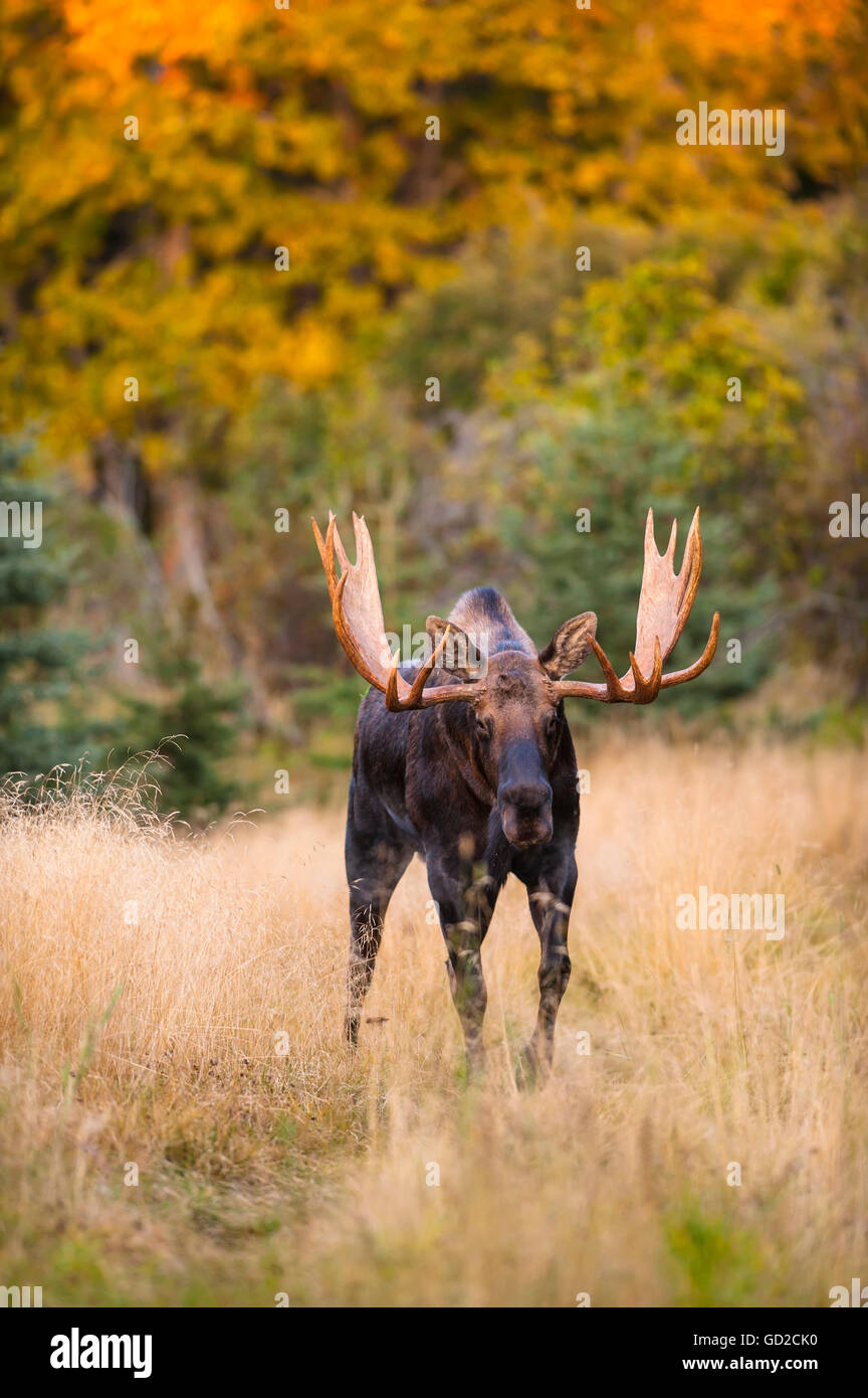 A bull moose in rut in Kincaid Park, Anchorage, Southcentral Alaska ...