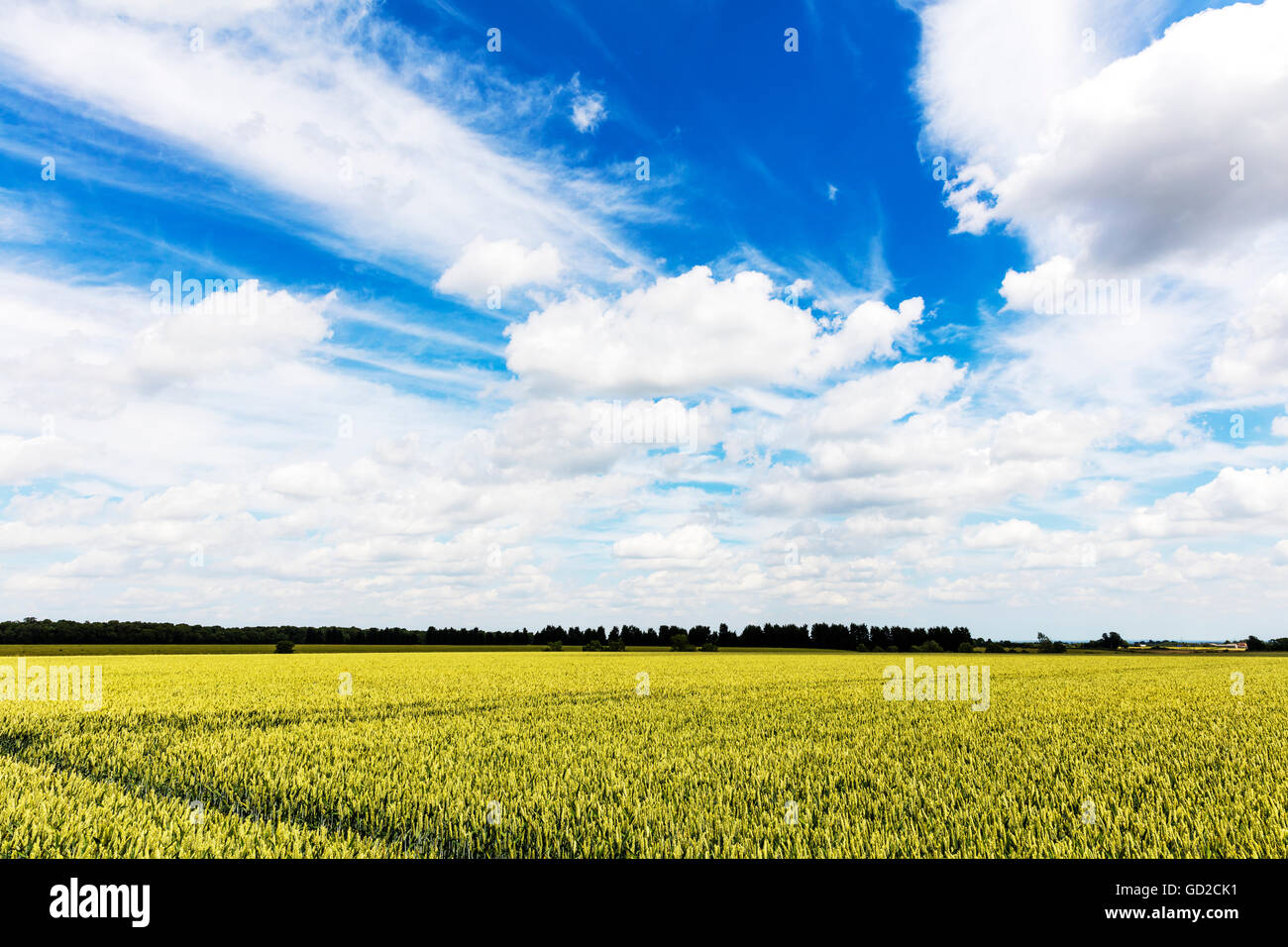 wheat corn field crops crop feed wolds wheatfield UK England GB Farmers ...