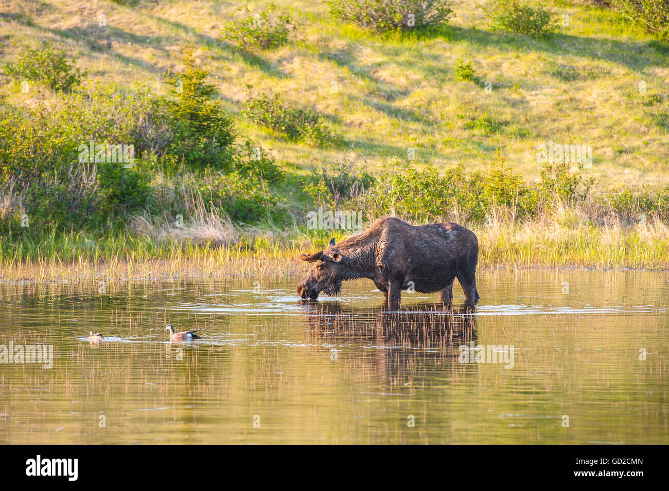 Bull moose foraging in a pond off the Tony Knowles Coastal Trail in ...