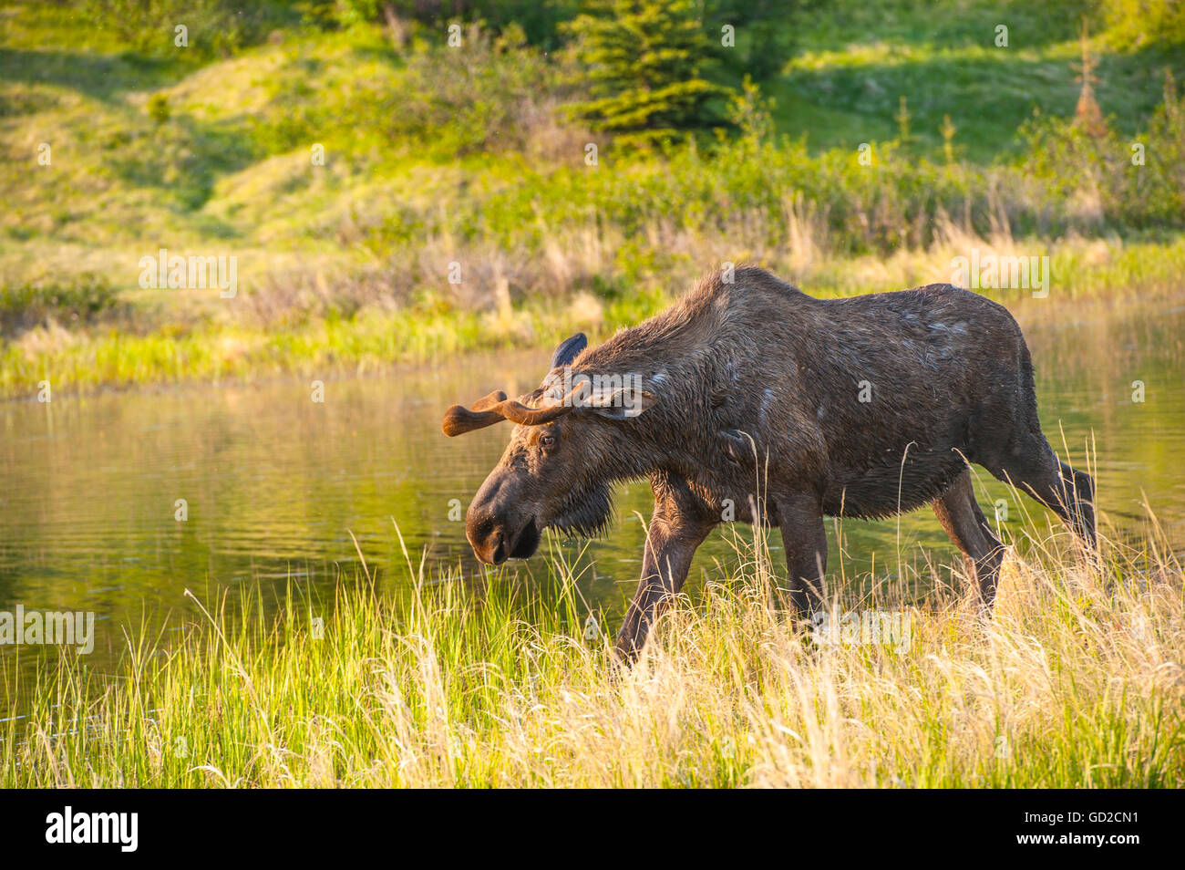 Bull moose foraging at a pond off the Tony Knowles Coastal Trail in ...