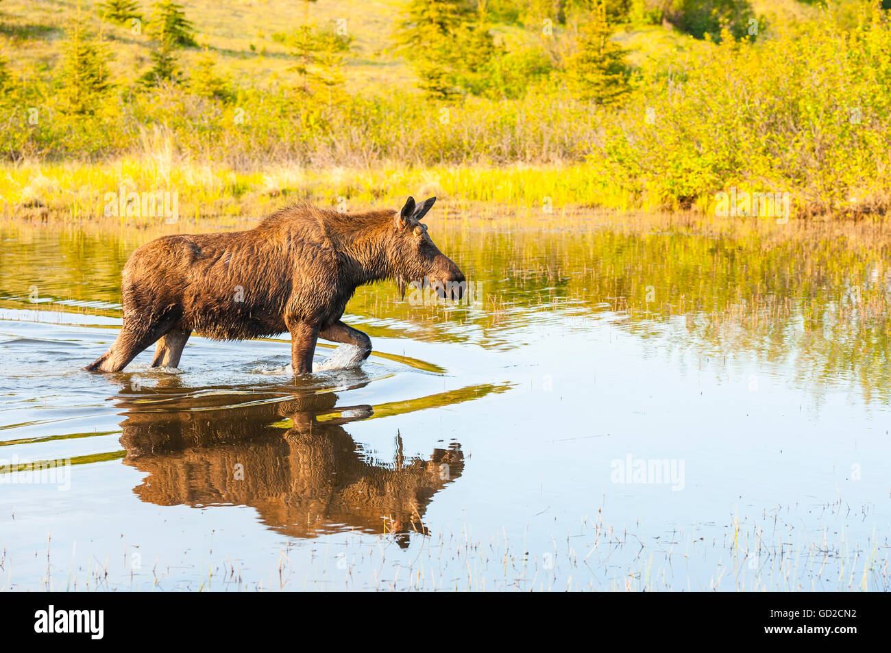 Young bull moose foraging in a pond off the Tony Knowles Coastal Trail ...