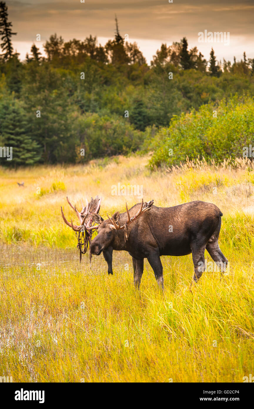 A bull moose in rut shedding its velvet from its antlers, Kincaid Park ...