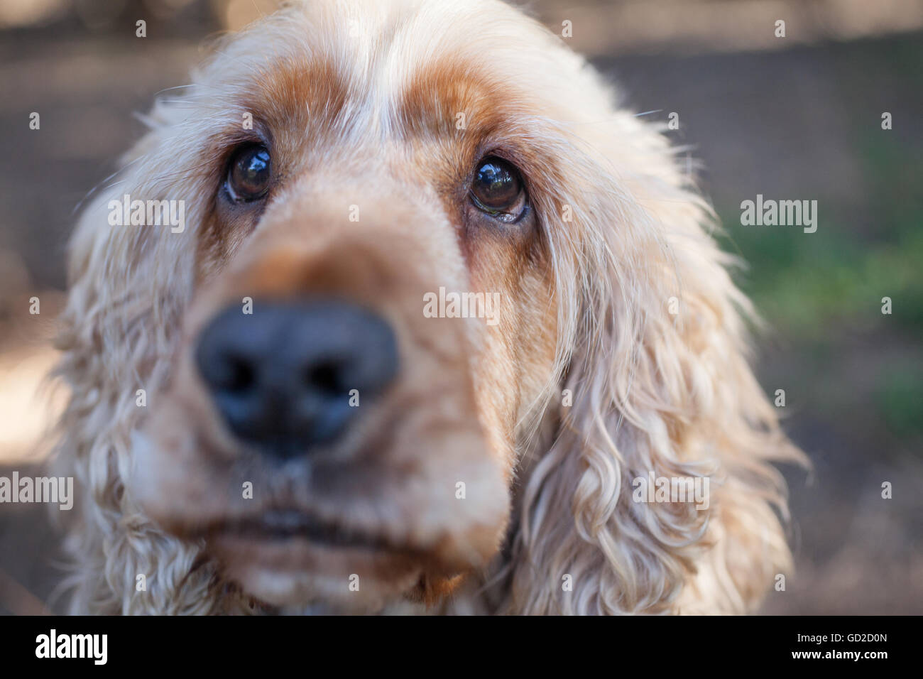 Golden Cocker Spaniel Stock Photos & Golden Cocker Spaniel Stock Images ...