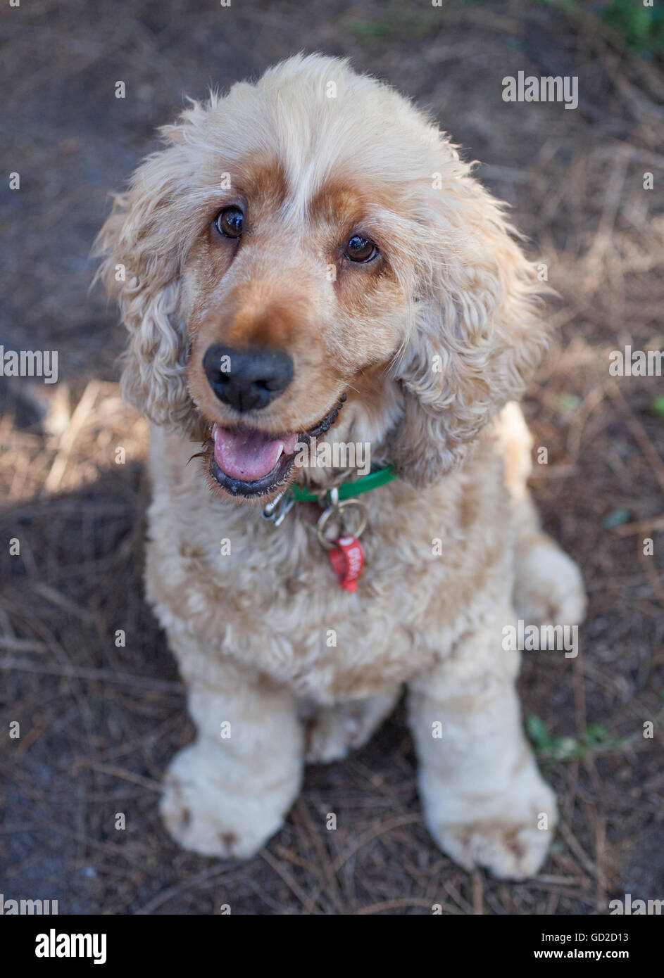 Golden Cocker Spaniel Dog High Resolution Stock Photography and Images ...