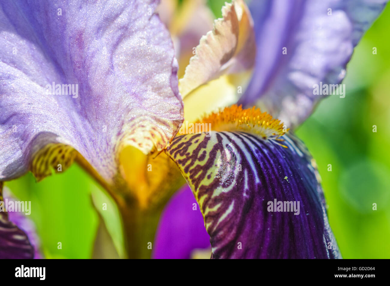 Variegated iris hi-res stock photography and images - Alamy