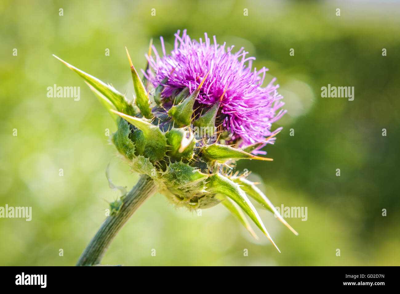 Milk thistle flower close up Stock Photo - Alamy
