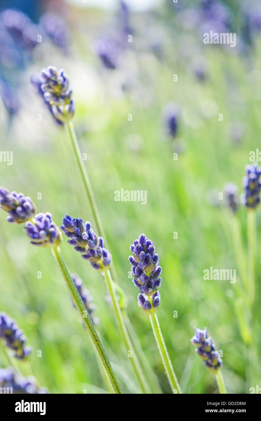 beautiful Lavender flowers close up Stock Photo - Alamy