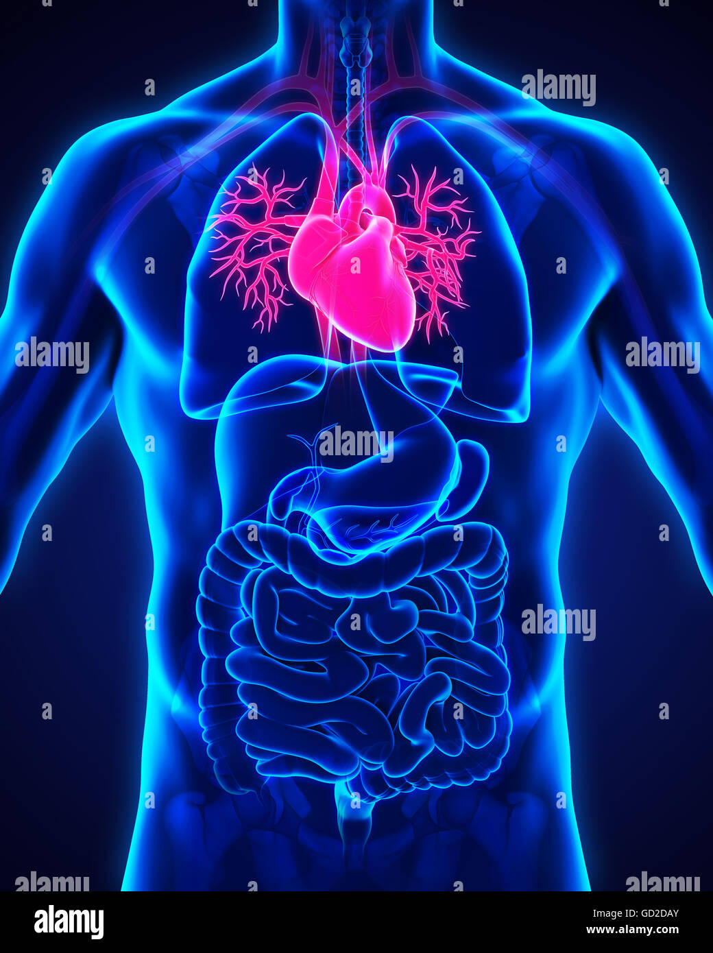Human Heart Anatomy Stock Photo - Alamy
