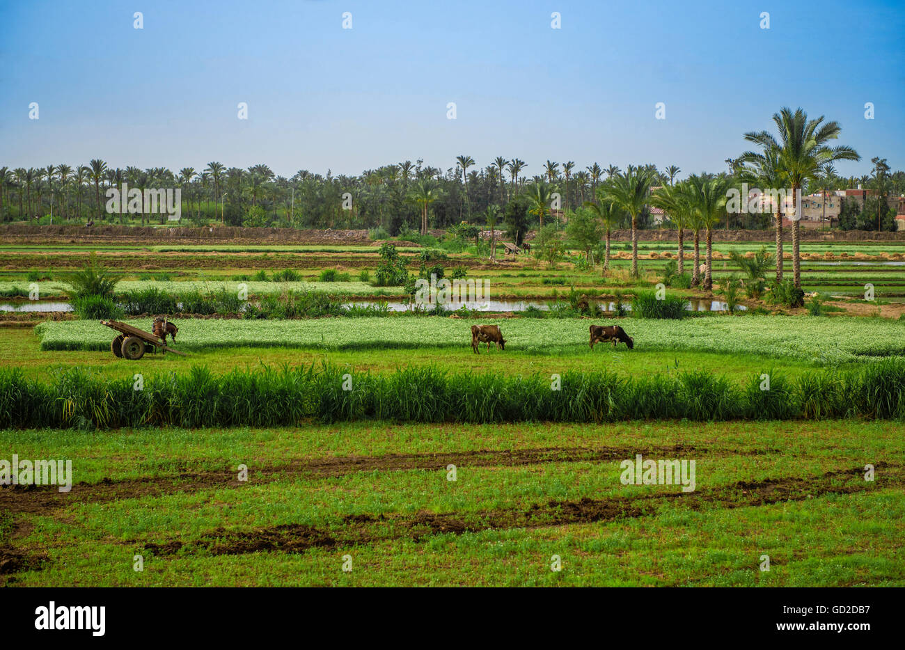 Egyptian Village's Green Countryside under Blue Sky Stock Photo - Alamy