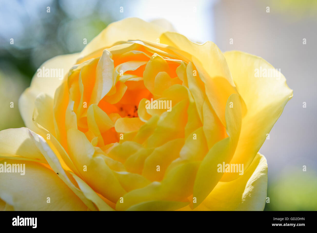 back lit yellow rose close up Stock Photo - Alamy