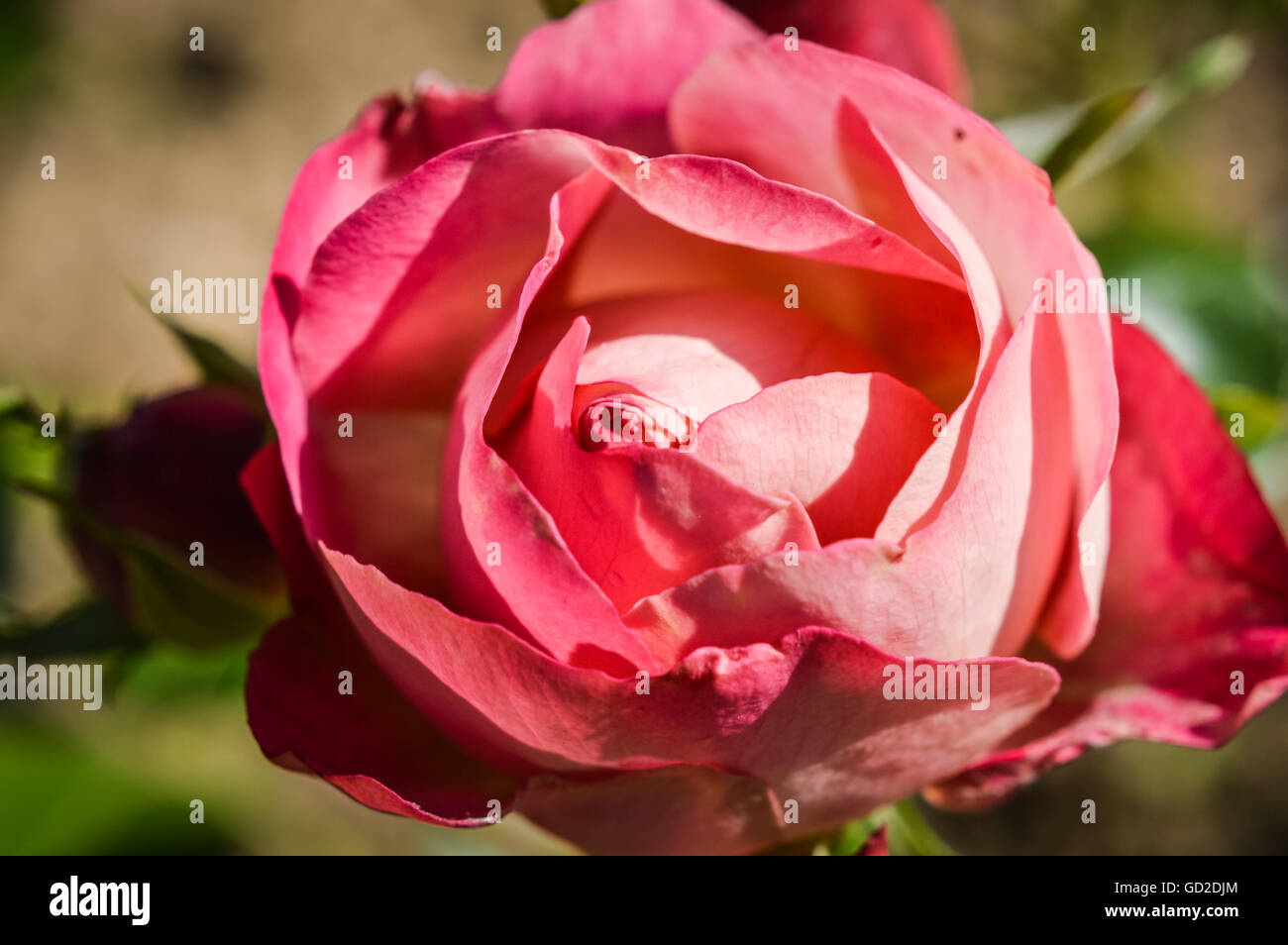 bright pink rose top view close up Stock Photo - Alamy