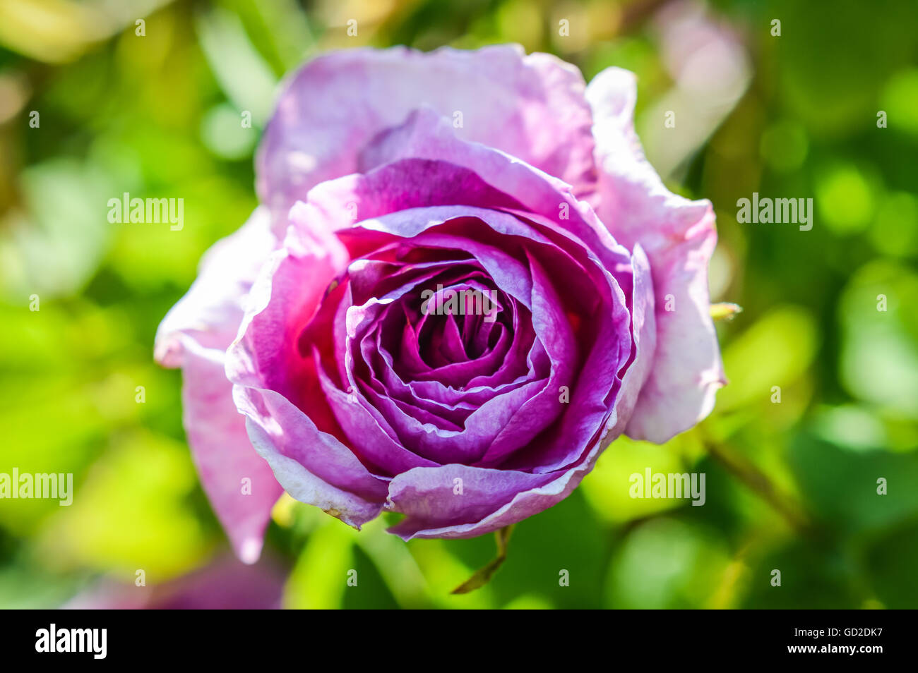 bright purple magenta rose top view close up Stock Photo - Alamy