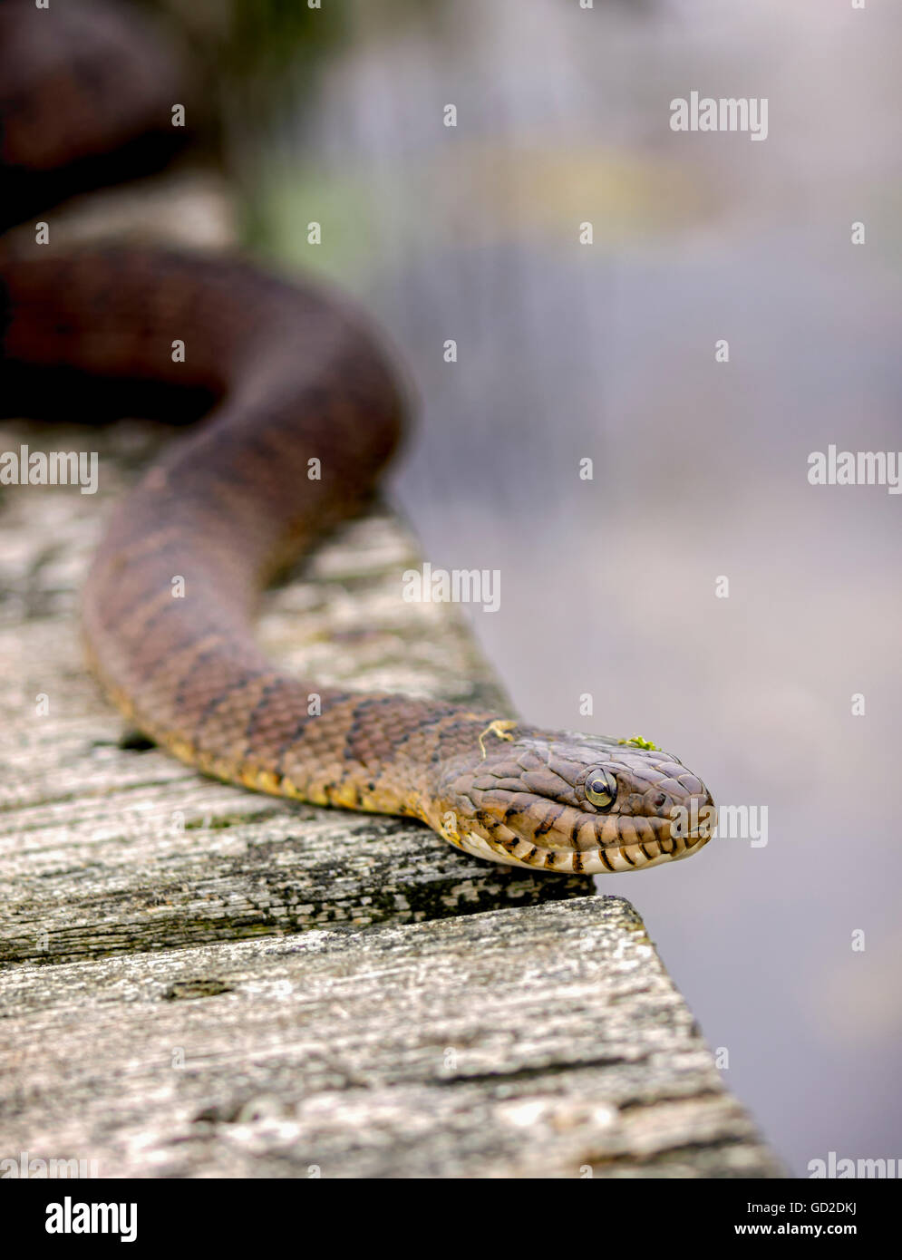 Water snake on the move on the dock; Oka, Quebec, Canada Stock Photo ...