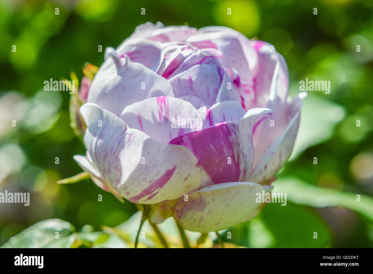 pink and white striped rose blooming Stock Photo - Alamy