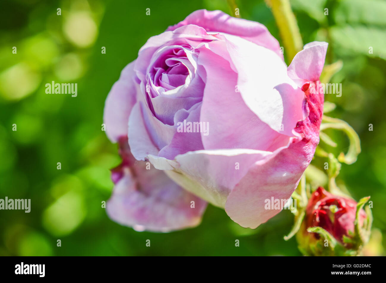 beautiful purple pink rose blooming in sunlight Stock Photo - Alamy
